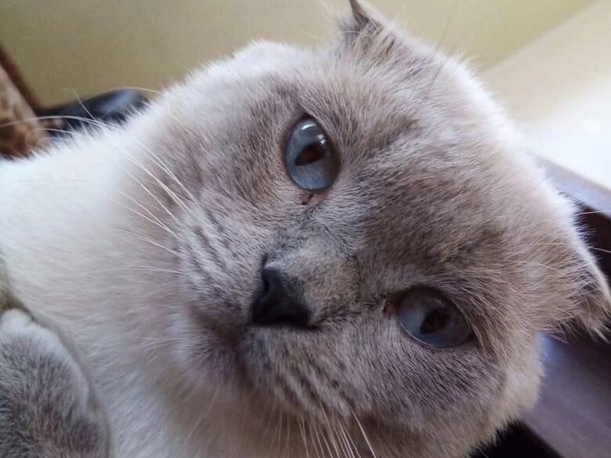 Британский кот для вязки