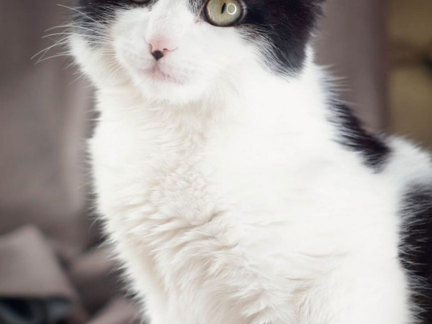 Котёнок ищет заботливые ручки