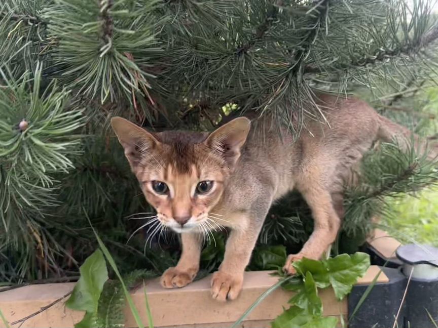 Абиссинский кот