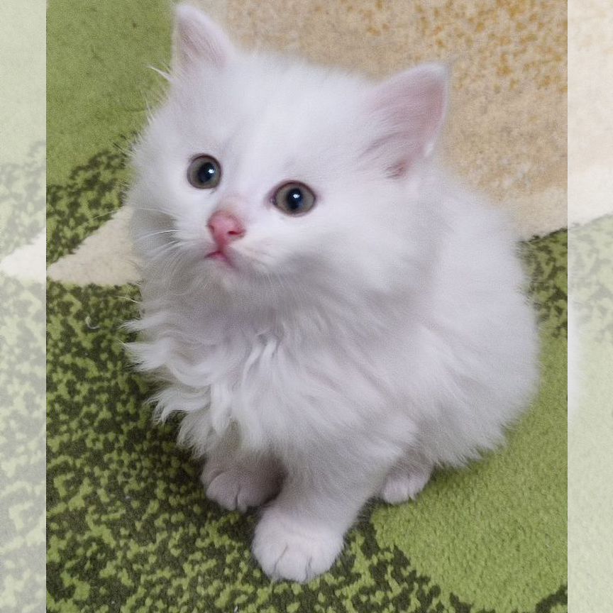 Сибирский котёнок