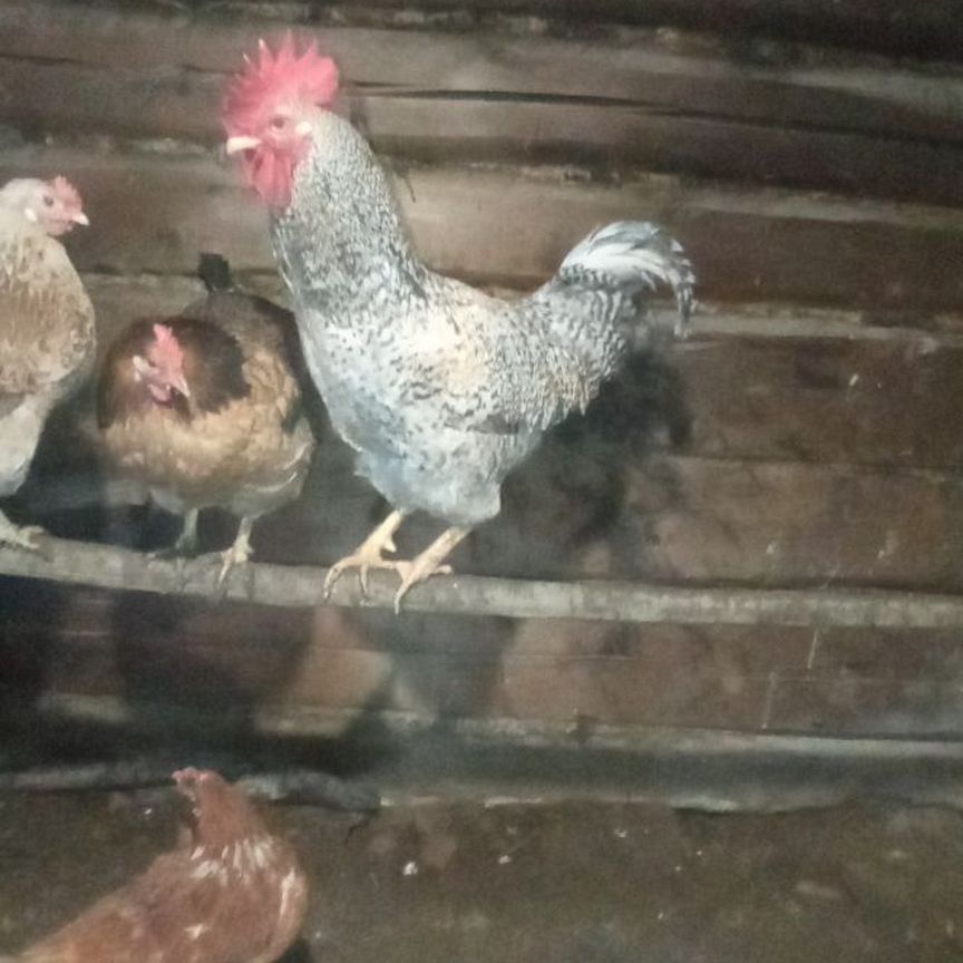 Курицы и петухи