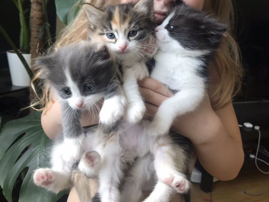 Котята в добрые руки