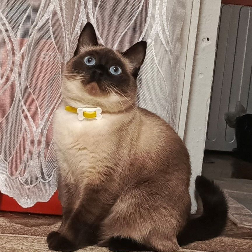 Сиамская кошка, взрослая