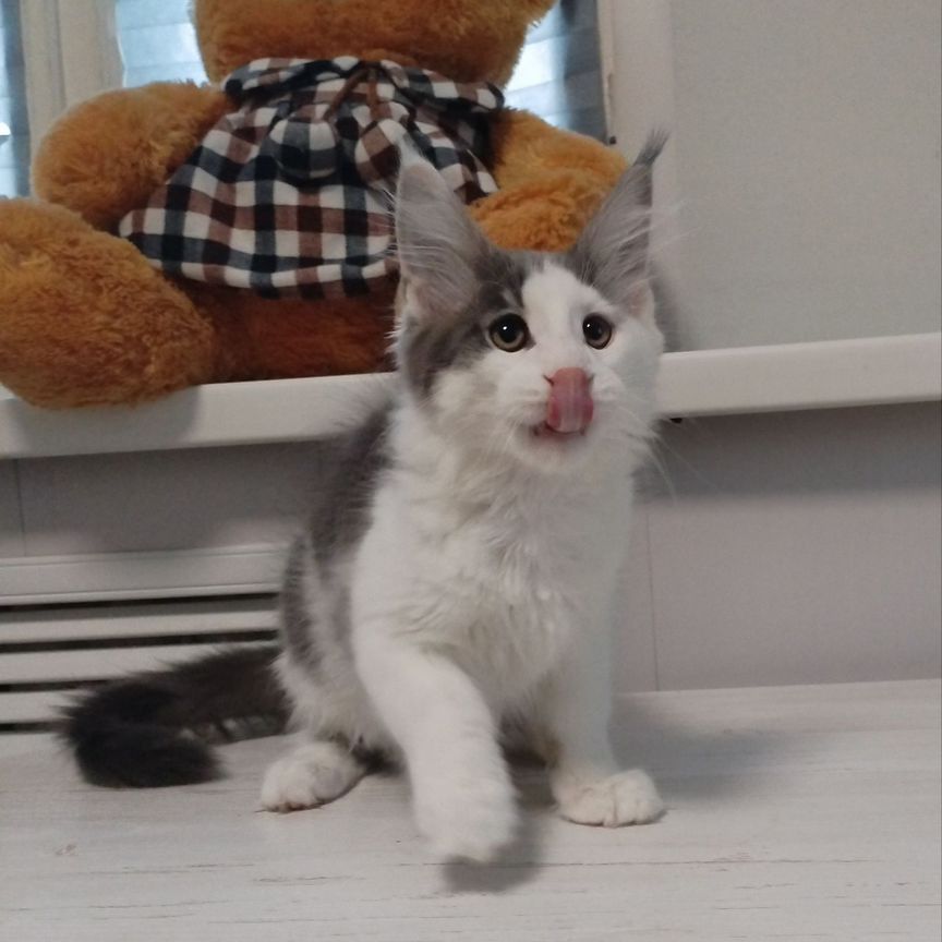 Котенок мейн-кун