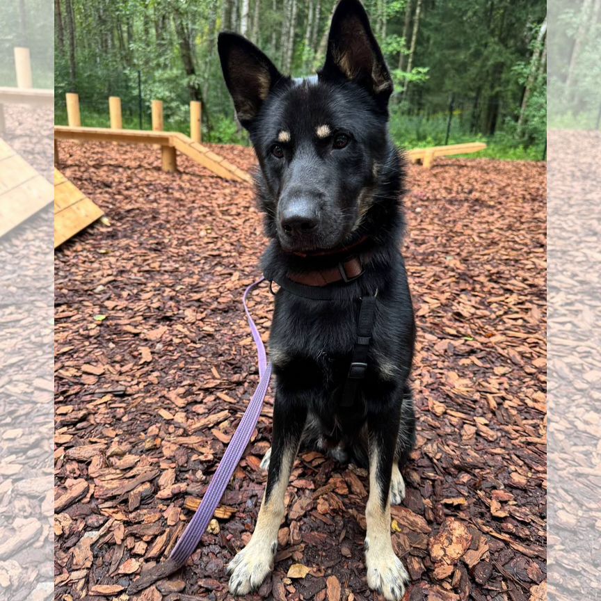 Немецкая овчарка, взрослый пёс