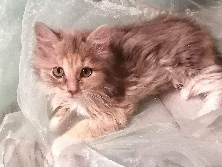 Лучший котенок в добрые руки