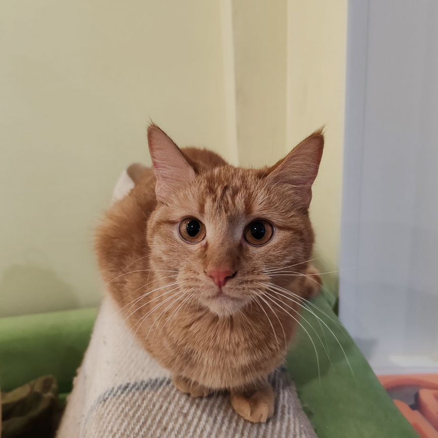 Кошка крысоловка