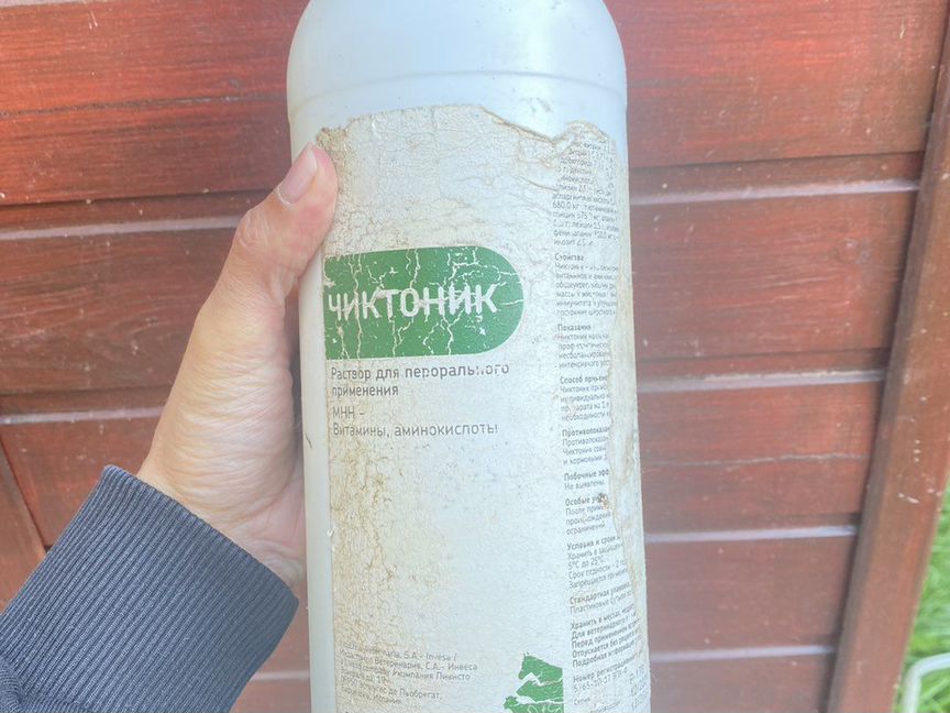 Чиктоник