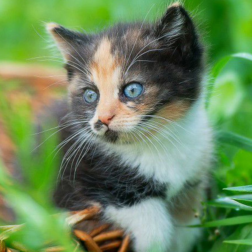 Трехцветные кошечки котята в добрые руки