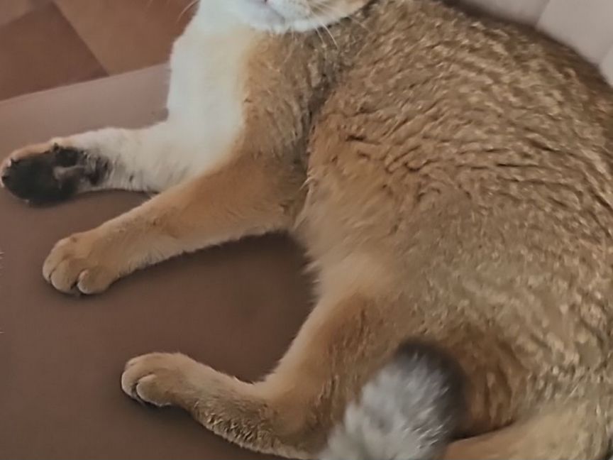 Кот золотая шиншилла
