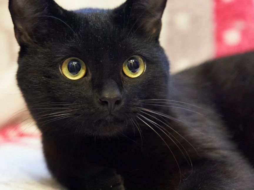 Черного котика выкинули хозяева