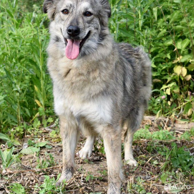 Собака девочка Айка 1,5 года