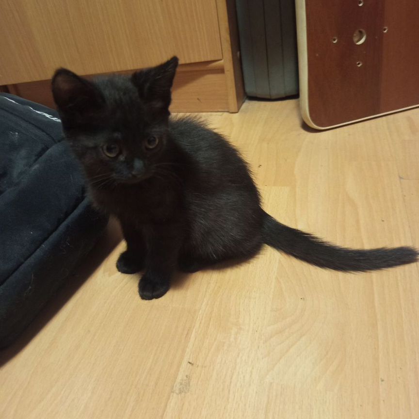 Отдам котят в хорошие руки