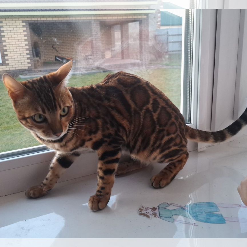 Бенгальская кошка, взрослая