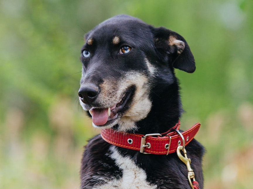 Собака в добрые руки