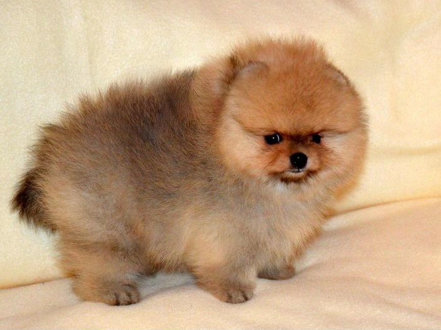 Померанский шпиц,медвежата разных окрасов