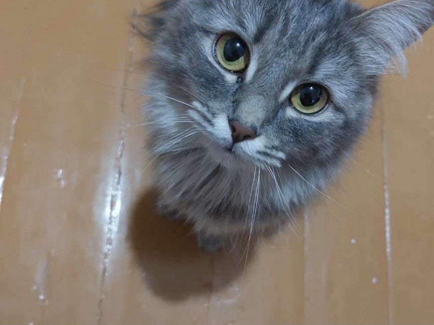 Кошка ласковая в дар