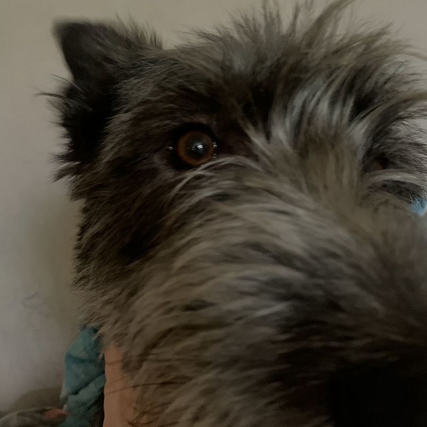 Смесь ирландского волкодава