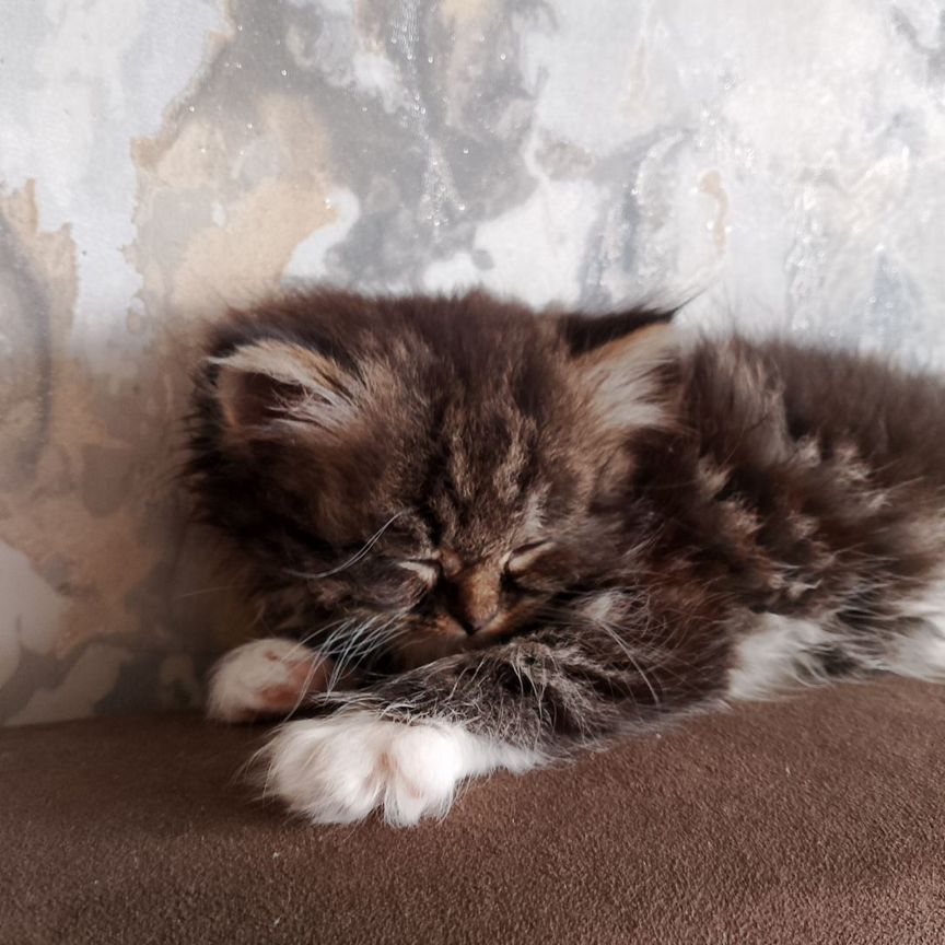 Котёнок