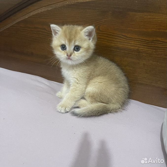 Золотой тикированный котик