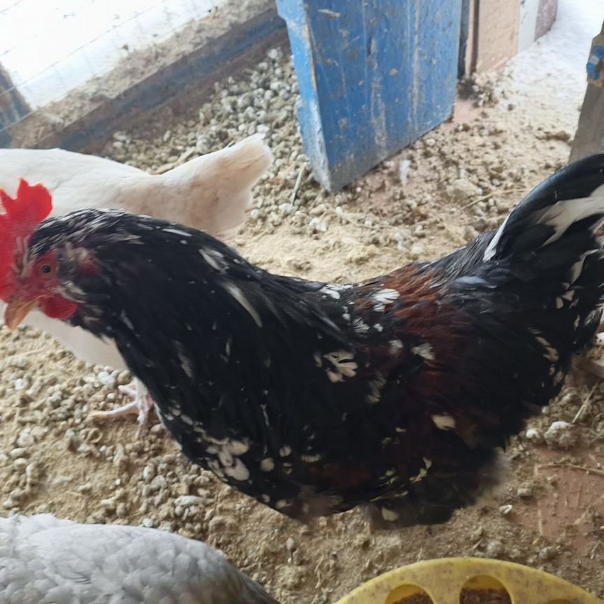 Молодые петушки