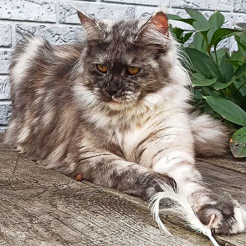 Кошечка мейн-кун, 9 месяцев