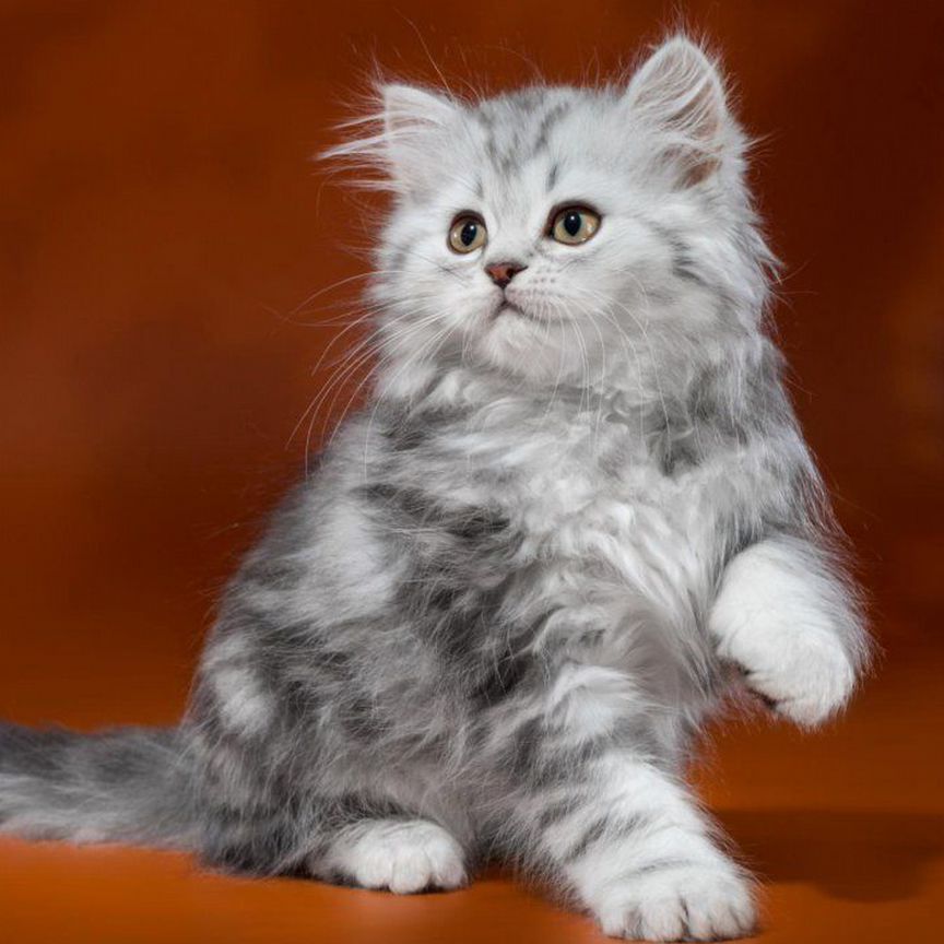 Британские котята