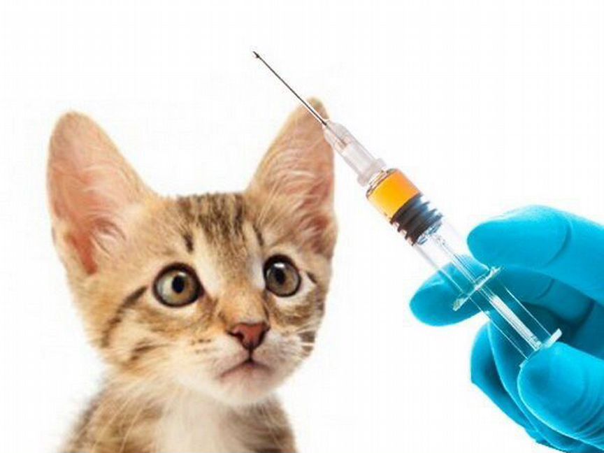 Уколы коту / кошке