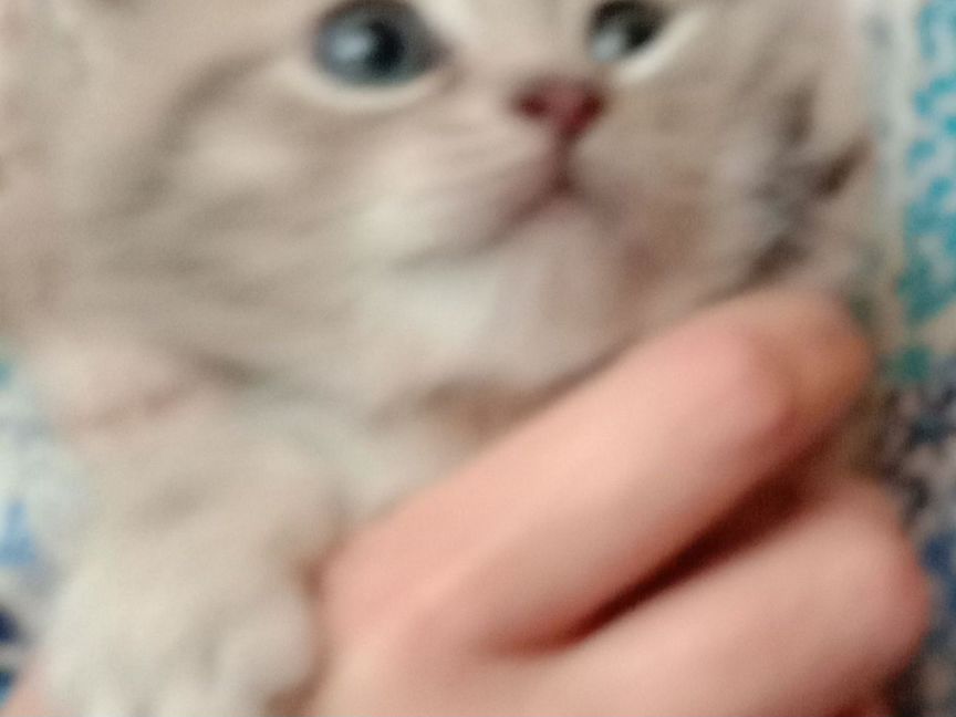 Котенок британский