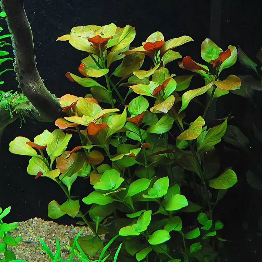 Валиснерия, людвигия ползучая