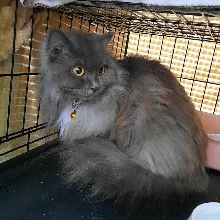 Взрослая, кошка в добрые руки