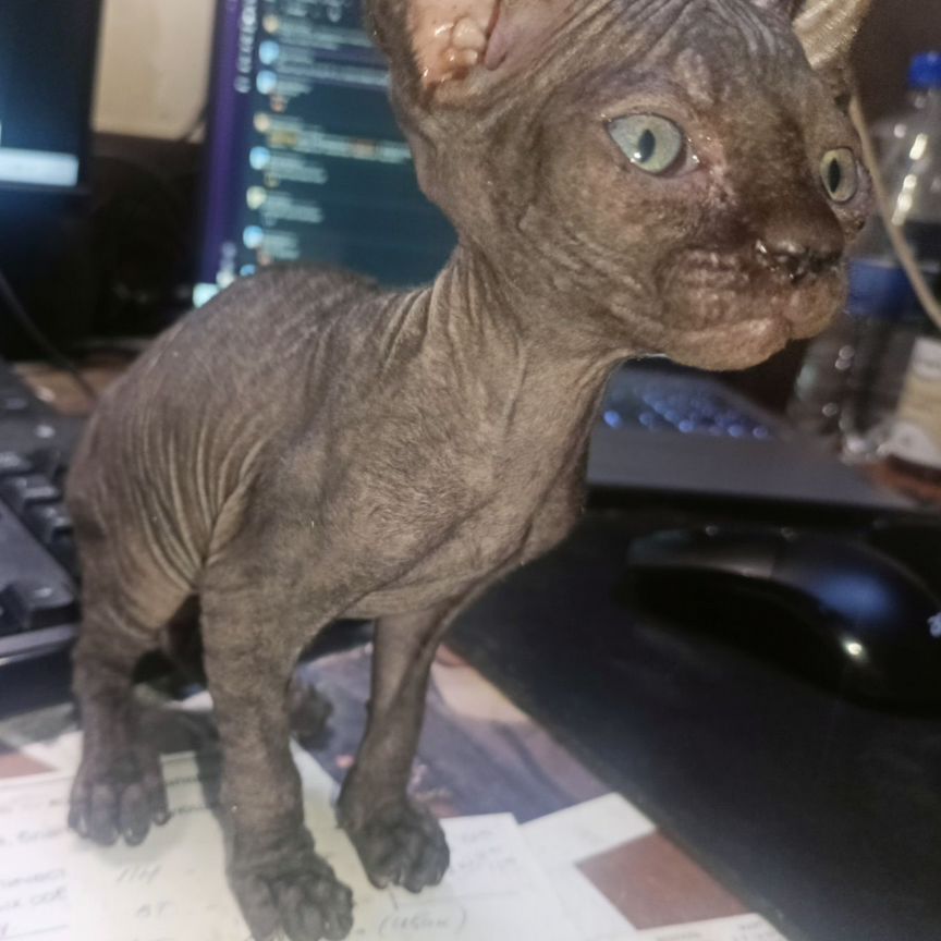 Канадский сфинкс котёнок