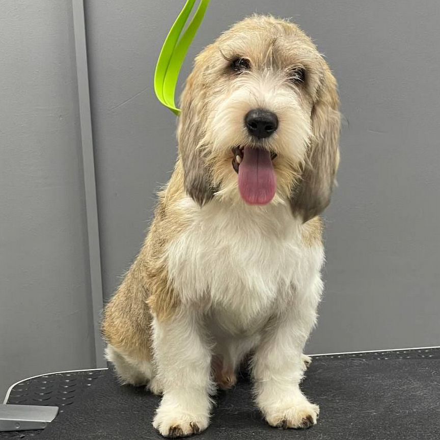 Малый вандейский бассет-гриффон, щенок