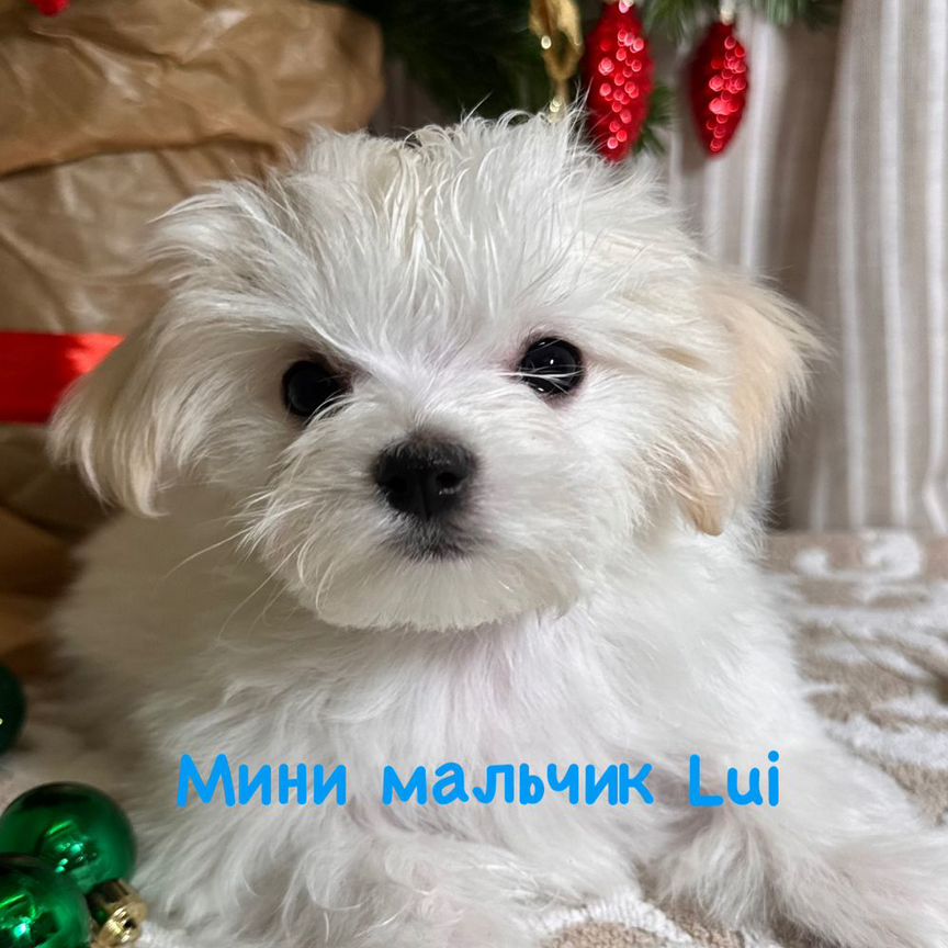 Мальтийская болонка, щенок