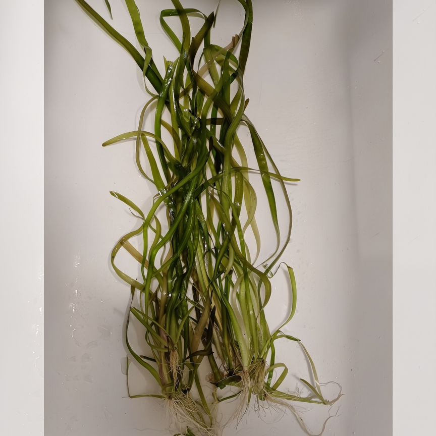 Аквариумные растения - валлиснерия