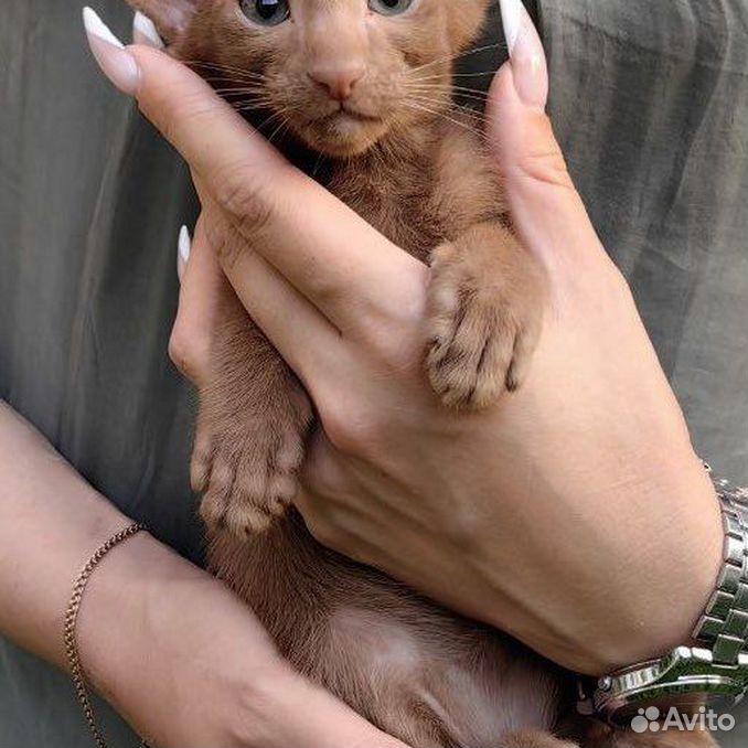 Ориентальный мальчик