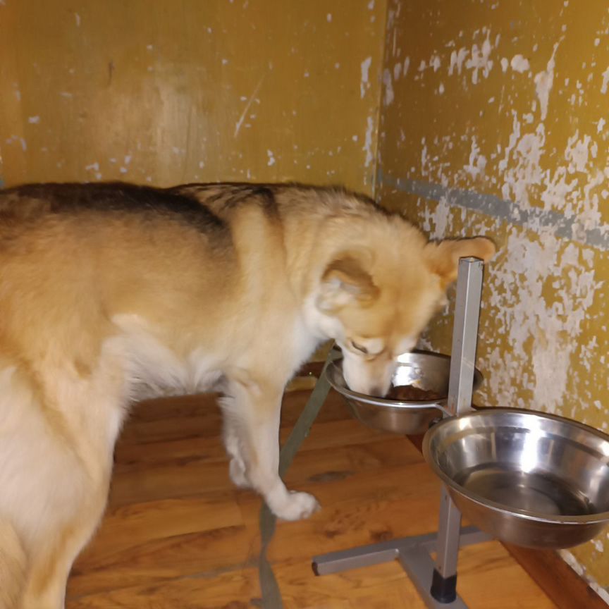 Отдам собаку в добрые руки