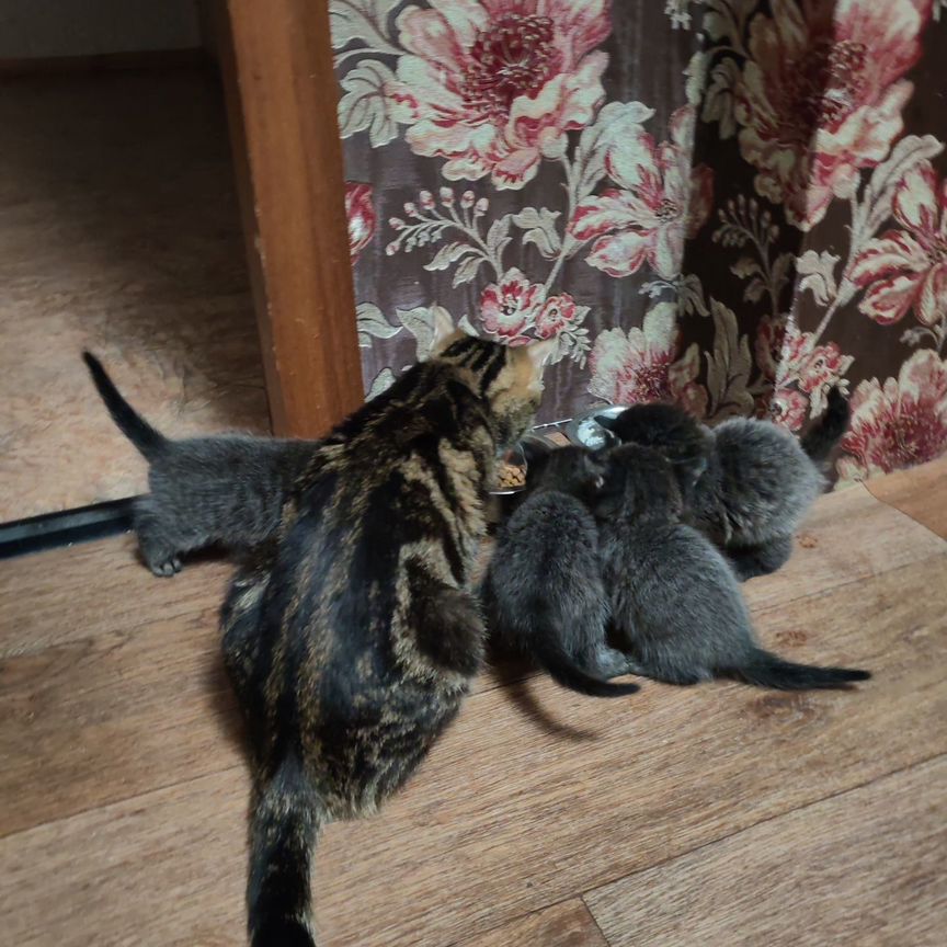 Котята в добрые руки