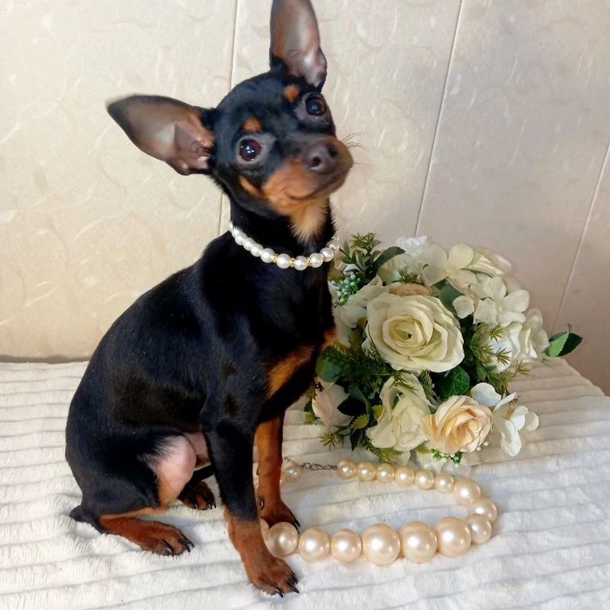 Русский той-терьер, щенок