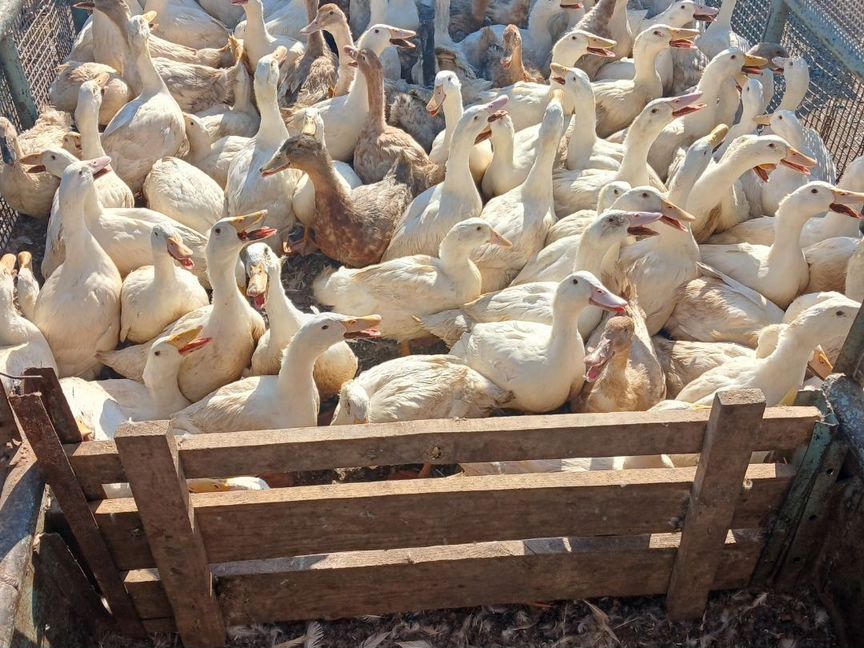 Утки черри велли на забой 55 дней