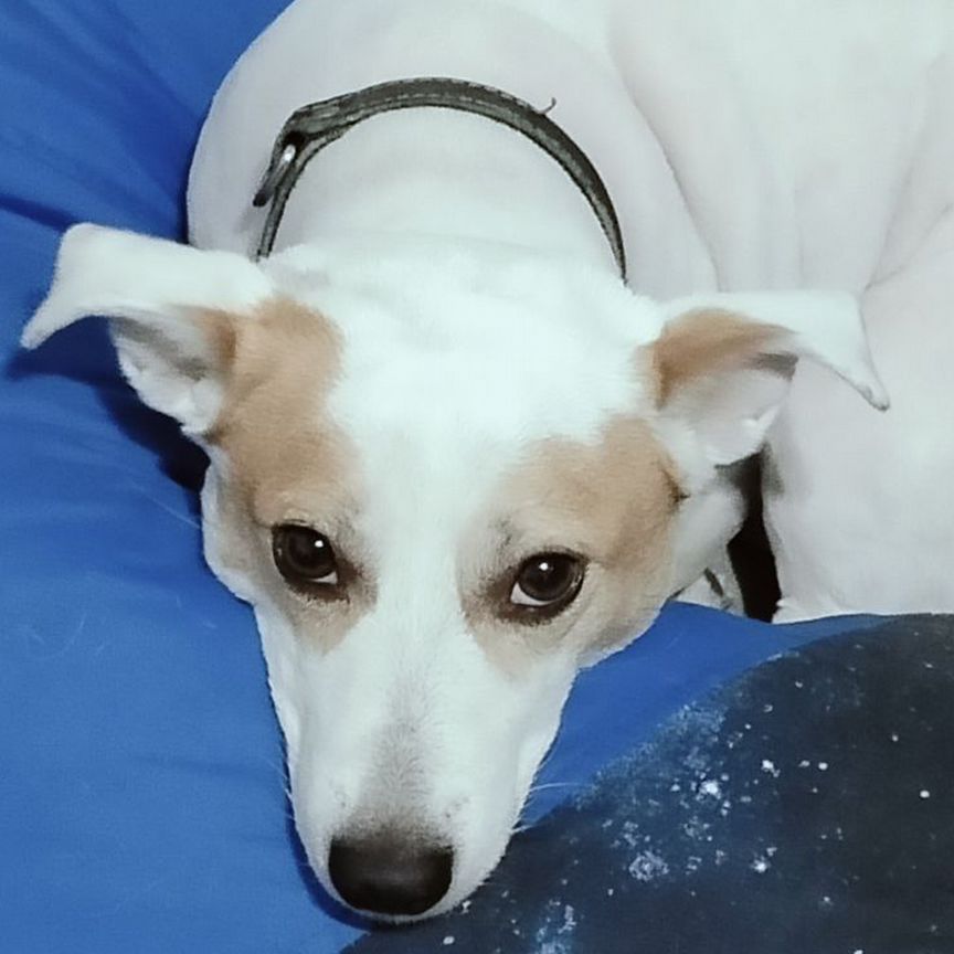 Джек-рассел-терьер, взрослый пёс