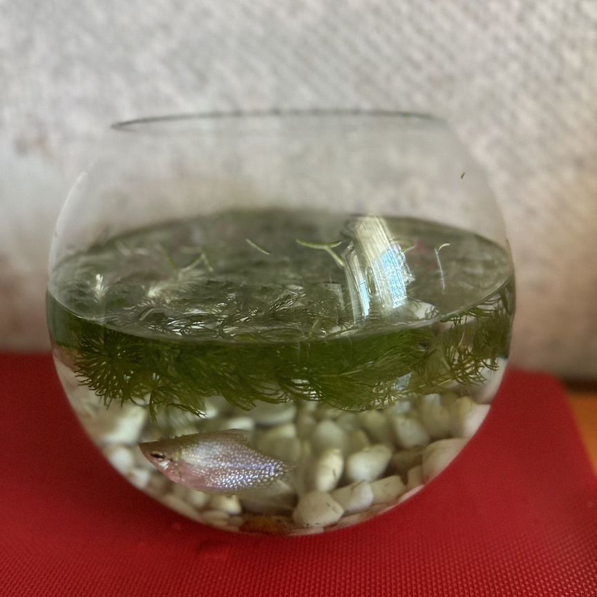 Аквариум с рыбкой гурами с аксессуарами