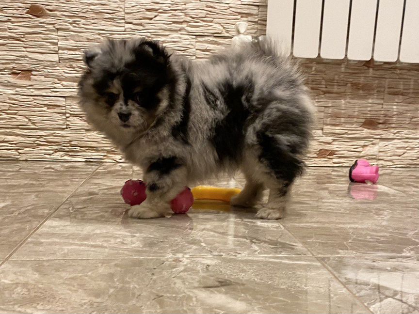 Щенки шпицы разных окрасов