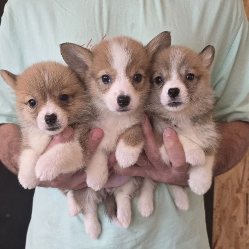 Вельш Корги Пемброк, щенок