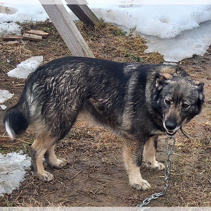 Взрослая собака в добрые руки