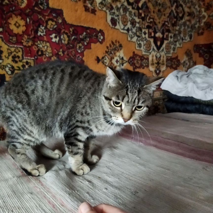 Найдена кошка