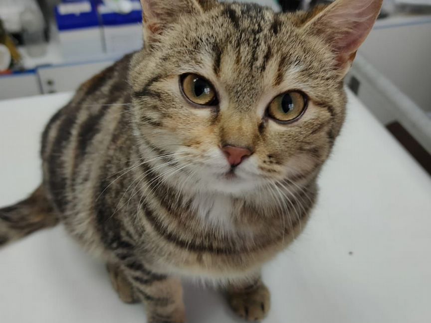 Кошка Медея