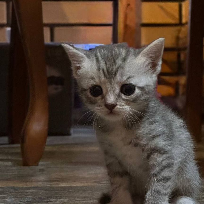 Британский короткошёрстный котёнок