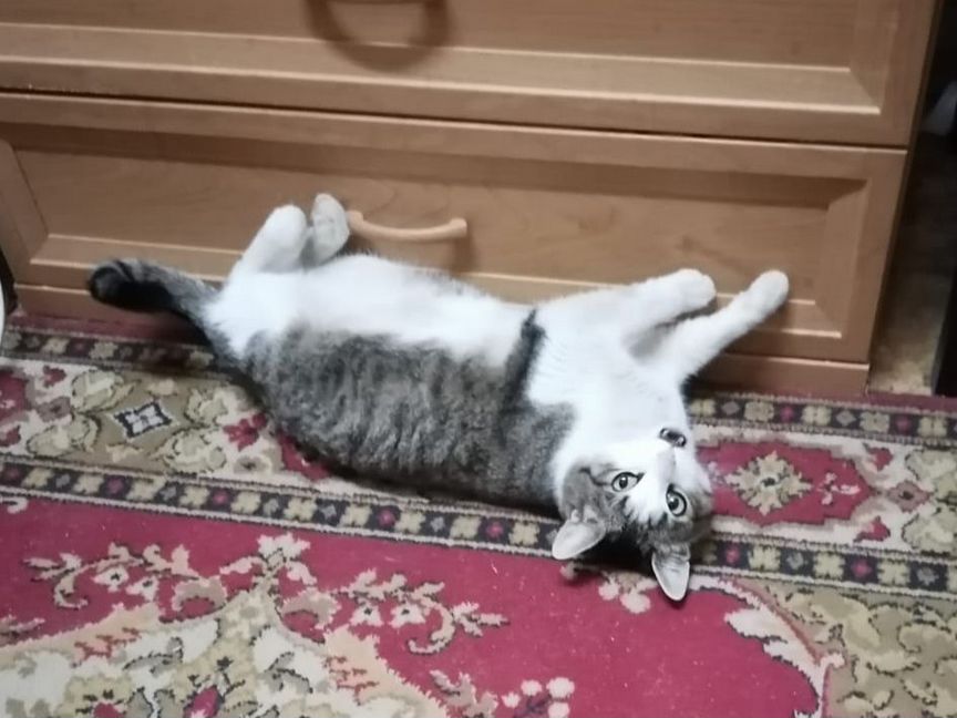 Кот- Васька 1 год, кастрированн