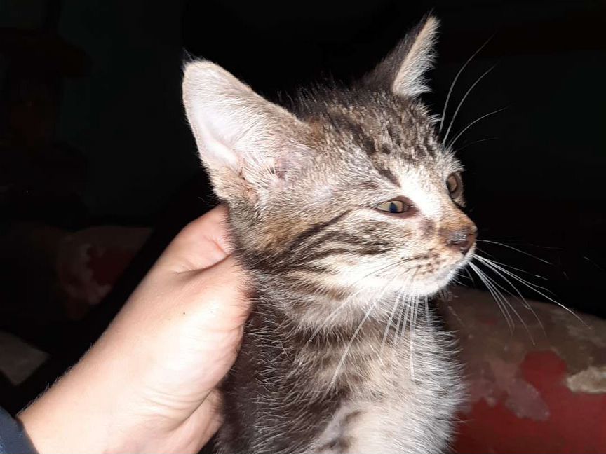 Котенок вискас, котенок полосатый, мраморный кот